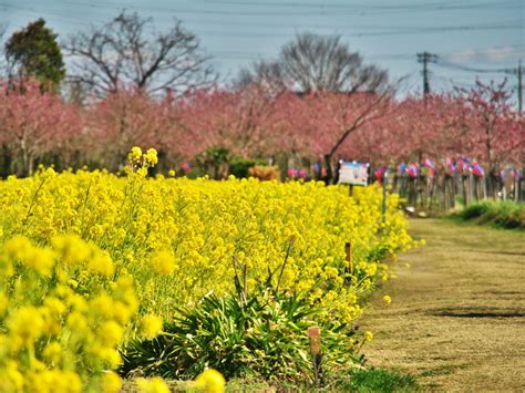 中川やしおフラワーパーク3 by よすけちゃりかめ ID12283464 写真共有サイト PHOTOHITO