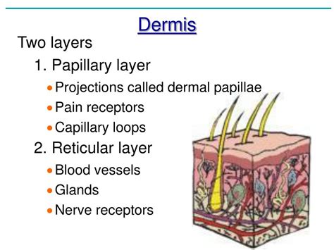 Ppt Chapter 4 Skin And Body Membranes The Dermis” Powerpoint