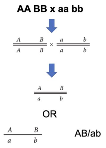 Module 7 Linkage And Recombination Flashcards Quizlet