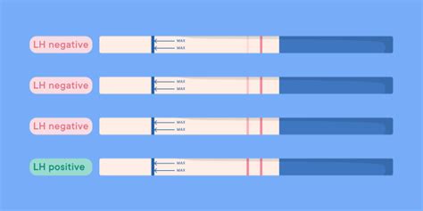 Everything You Need To Know About Ovulation Tests