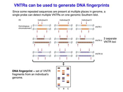 ppt simple sequence length polymorphisms powerpoint presentation
