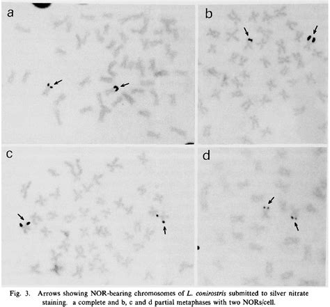 Figure 3 From A Monophyletic Zw Sex Chromosome System In Leporinus Anostomidae Characiformes