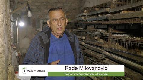 Jaja Japanske Prepelice Novi Sad Јаја Јапанске Препелице Фарма Миловановић 📞064 35 84