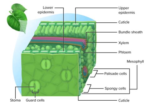 Leaf Structure And Function Advanced Read Biology CK Foundation