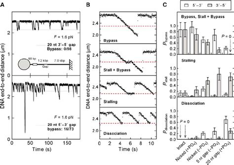 Single Molecule Measurements Of Dna Translocation On Gapped Dna A