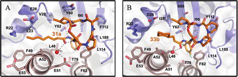 Cartoon Representations Of Bacterial Clpps Bound To Different Adep