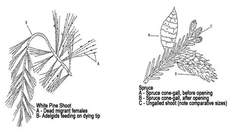 Pinus Leaf Labeled