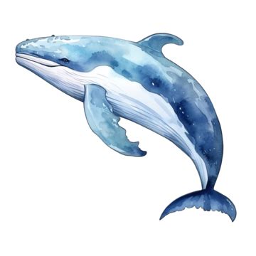 Whale Watercolor Sea Animal Clip Art Whale Animal Sea Png