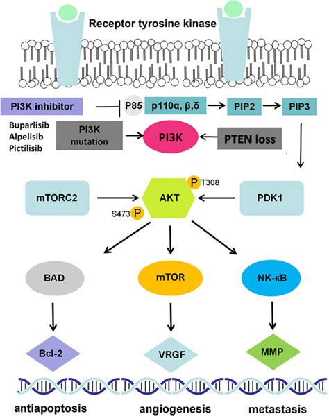 Frontiers Activation Of Pi3kaktmtor Pathway Causes Drug Resistance
