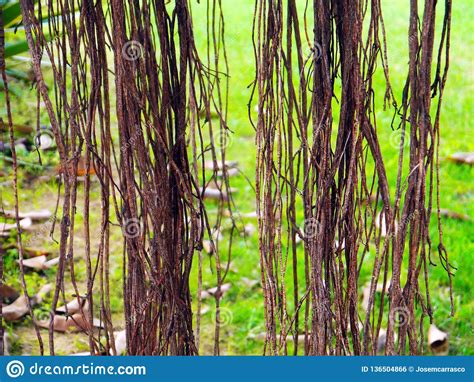 Ficus Tree Roots With Branches And Leaves In The Garden Stock Photo Image Of Rubber Park