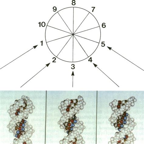 Five Views Ofthe Consensus Dna Sequence 5 A A A G T G T G A C A3