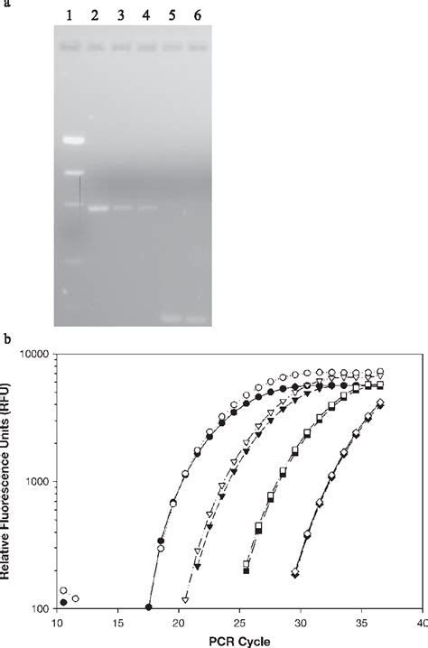 Figure 2 From Application Of A Molecular Beacon Real Time Pcr Technology To Detect Salmonella