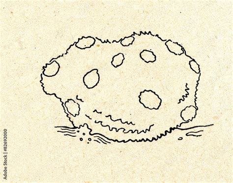 Bath Sponge Spongia Officinalis Stock Illustration Adobe Stock