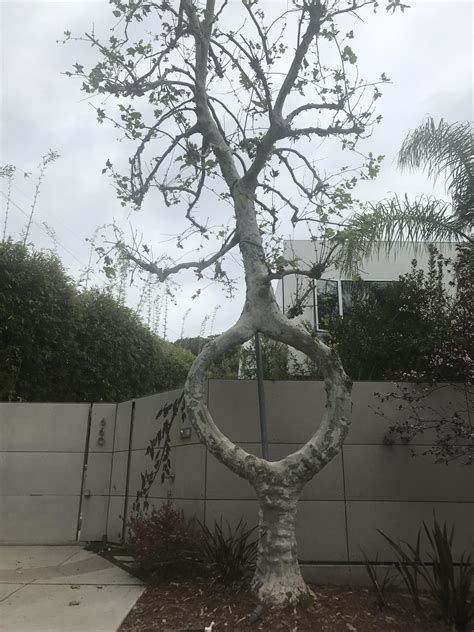 This Tree Splits Then Comes Back Together Rmildlyinteresting