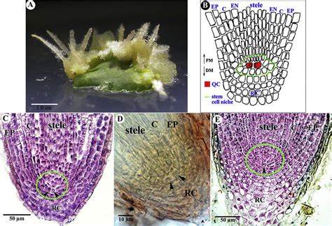 External Morphology And Histological Analyses Of Rhizoid Tips At 0 Dat