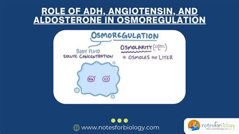 Osmoregulation By Adh Angiotensin Aldosterone Best