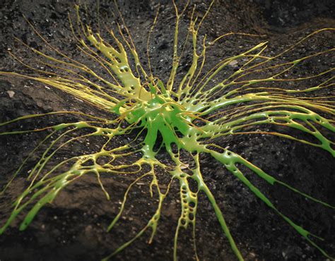 X Particles Cinema 4d Tutorial Free Project Behance