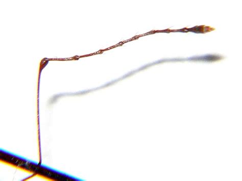 コナラシギゾウムシ 昆虫研究所