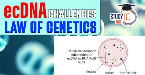 Extrachromosomal Dna Ecdna In Cancer