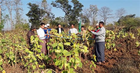 ဖား ဆောင်းမြို့နယ်၌ ဆီထွက်သီးနှံ ဆောင်း နေကြာ ရေဆင်း ၁ စံပြစိုက်ခင်းများ အောင်မြင် ဖြစ်ထွန်း