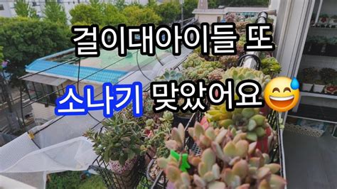 깜빡 잠든사이에 걸이대아이들 또 소나기 맞았어요 이번에도 잘 넘기겠죠~ 걸이대다육 소나기 다육이 Youtube
