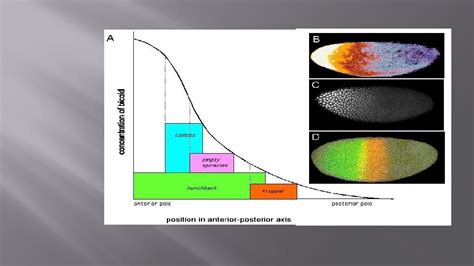 Morphogenesis Morphogenesis Context Introduction Factors Affecting Morphogenesis Morphogenetic