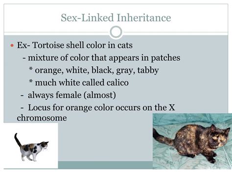 Ppt Sex Linked Characteristics Powerpoint Presentation Free Download