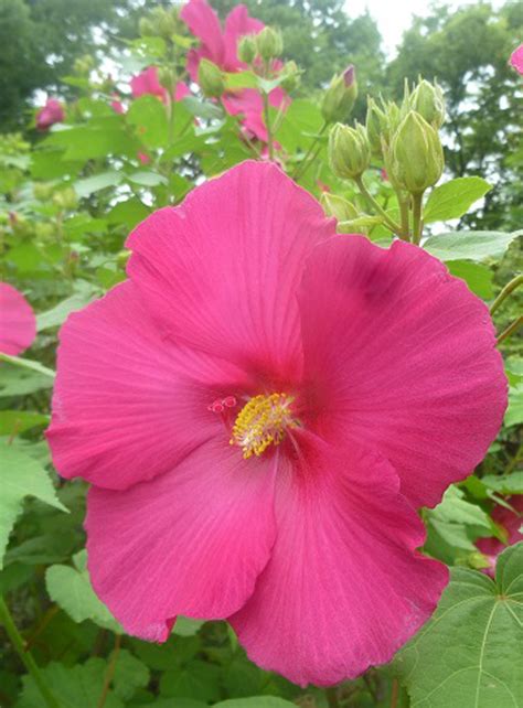 花と植物を知る 名古屋市みどりの協会 行こうよ公園