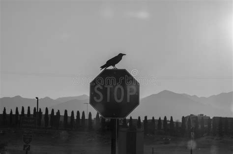 Crow On Stop Sign California Stock Image Image Of Corvus Bird 347828687
