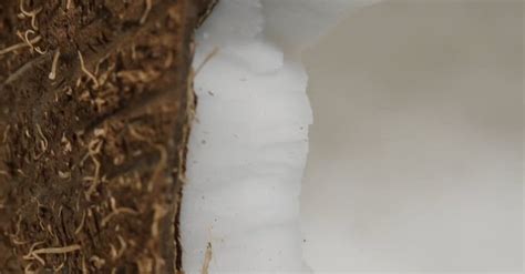 갈색 건강 건강한 식생활 과일 껍데기 날 음식 독창성 맛있는 미니멀리스트 상쾌한 섬 섬유 수직 비디오 수화 작용 스낵 식물 신선한 열대 과일