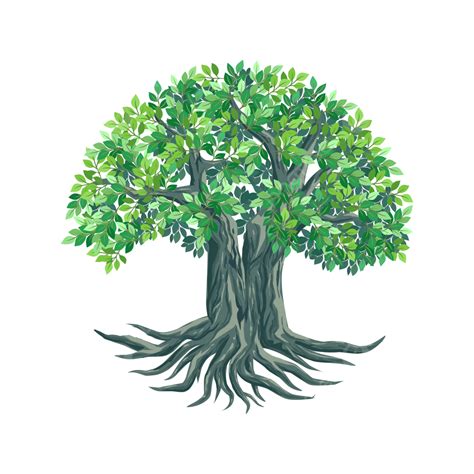 원형 모양의 참나무 오크 나무 뿌리 Png 일러스트 및 벡터 에 대한 무료 다운로드 Pngtree