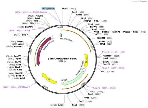 Addgene Ptrc Cysga Im7 F84a