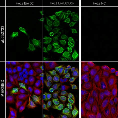 Anti Bioid2 Antibody [ss 3a5 E2] Ab232733 Abcam