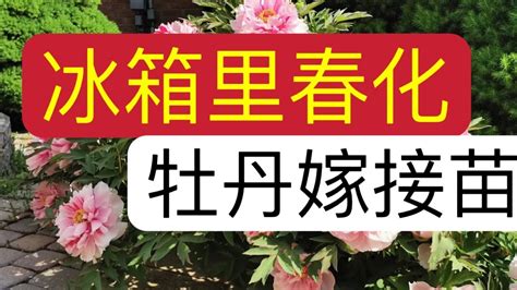 Tree Peony Care Youtube