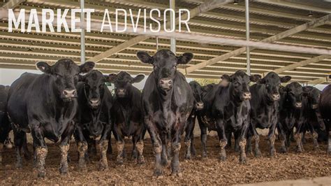 Higher Fed Cattle Carcass Weights Buoy Beef Production