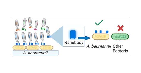 Generation Of Synthetic Acinetobacter Baumannii Specific Nanobodies Robin Berghaus