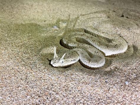 21 Snakes With Horns On The Head Or Nose