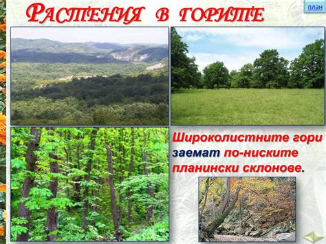 Растенията и тяхната среда на живот ЧП 3 клас Булвест Pptx