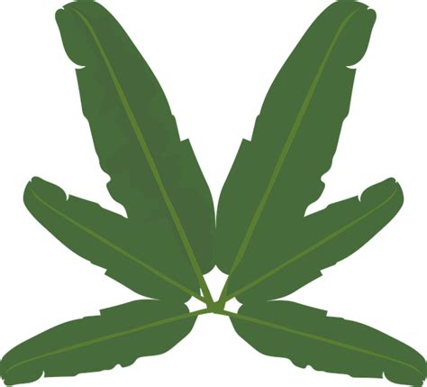 Explore 2 Free アバカ Illustrations Download Now Pixabay