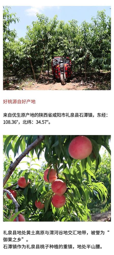 陕西胭脂脆桃清甜脆爽一口流汁 知乎