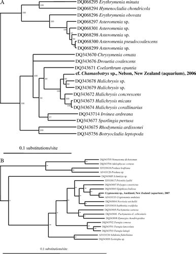 Full Article Identification Of Non Indigenous Marine Macroalgae From New Zealand Aquaria Outlets