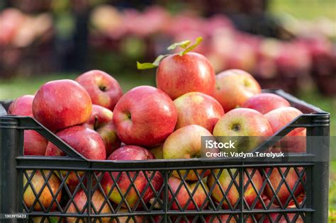 검은 색 플라스틱 상자에 붉은 사과의 수확 농업 및 원예 개념 가을에 대한 스톡 사진 및 기타 이미지 가을 건강한 생활방식 건강한 식생활 Istock