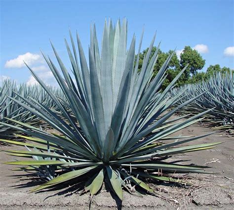 Agave Tequilana Webers Blue Agave à Tequila Palmiers Et Compagnie