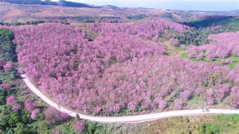 ภูลมโล หุบเขาดอกนางพญาเสือโคร่ง ที่ใหญ่สุดในเมืองไทย