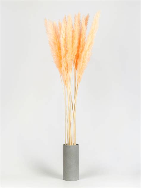 Пампасна трава Fluffy рожева купити в Україні за низькою ціною • Dfb Elements