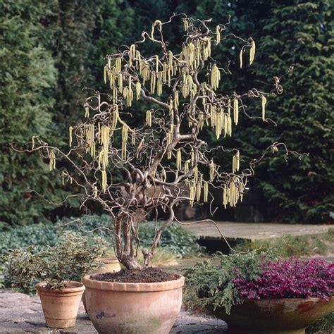 Hazel Trees For Sale Uk Grown Premium Varieties Roots Plants