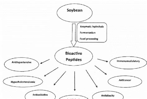 Functional Significance Of Bioactive Peptides Derived From Soybean