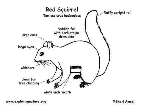 Red Squirrel Behavior Traits At Norma Oscar Blog