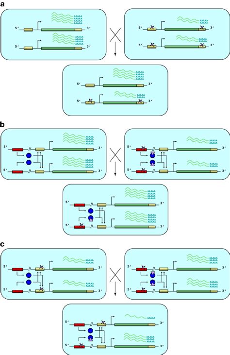 Allele Specific Expression Differences In A Heterozygous Individual Download Scientific