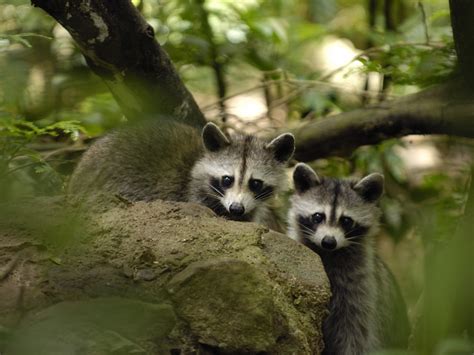 Ohio Racoon Forest Wallpaper